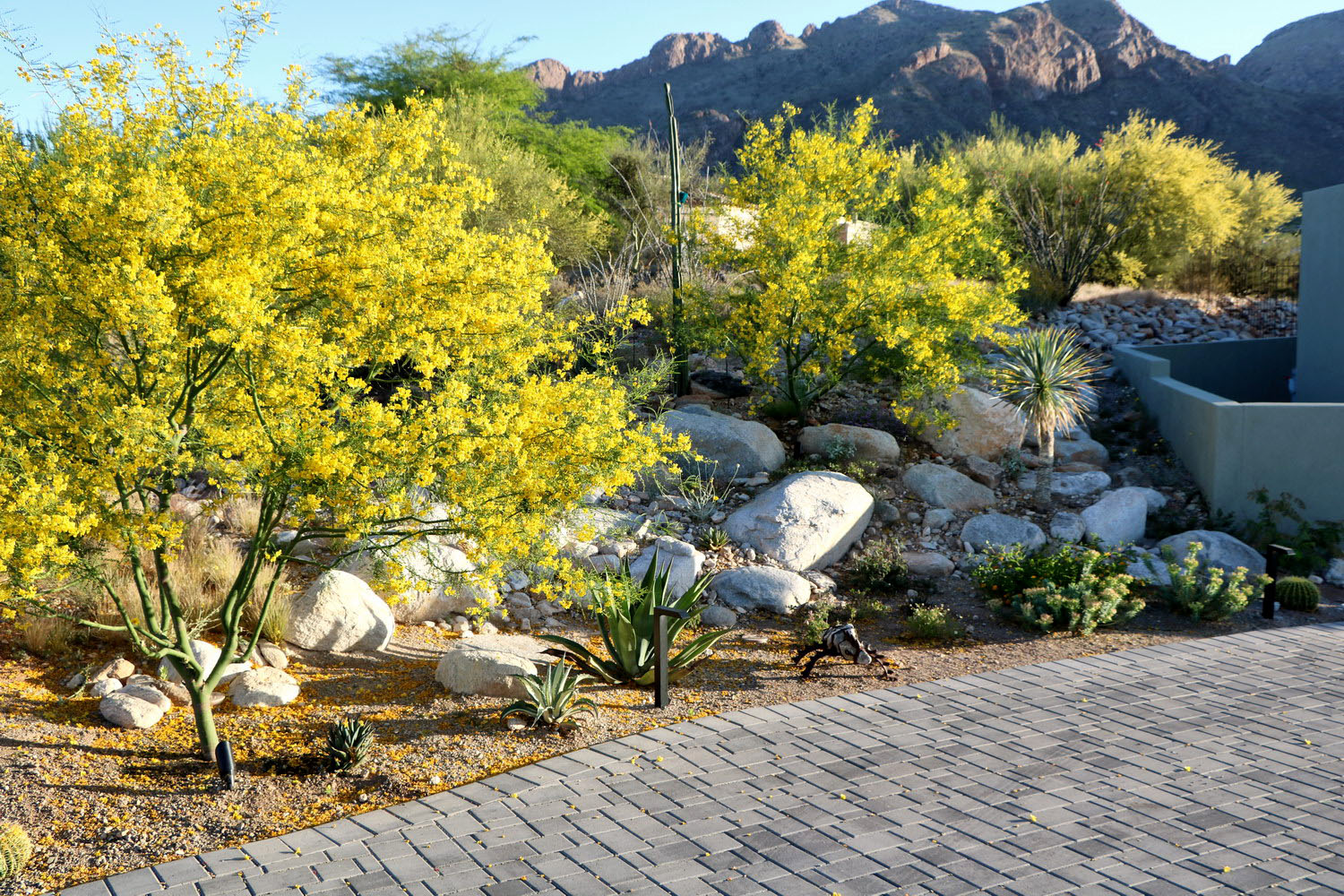 Tucson Landscape Portfolio- A Collection of Our Projects- All Terrain ...